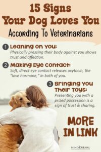 15 Proven Signs Your Dog Loves You - Minds Journal