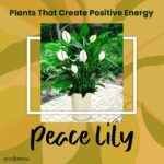12 Plants That Can Create Positive Energy In Your Home