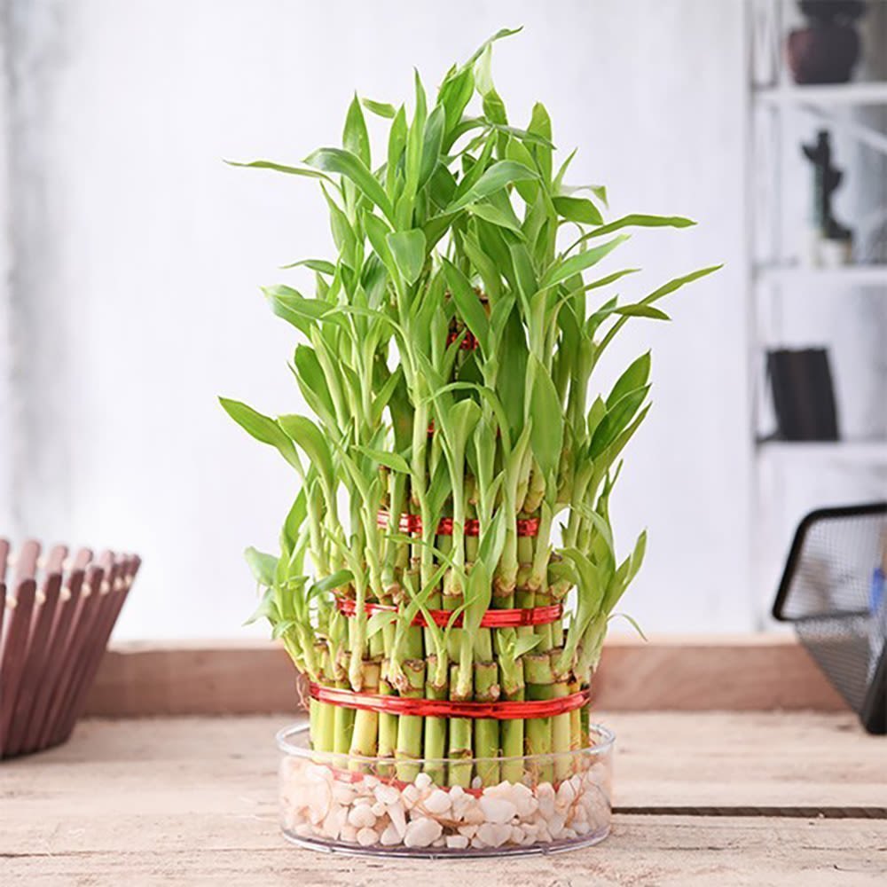 10 Best Indoor Feng Shui Plants To Harmonize Your Space