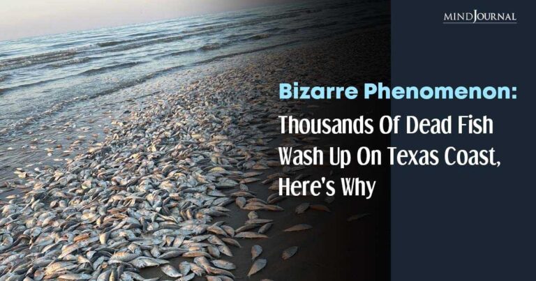 Why Are There Thousands Of Dead Fish On Texas Gulf Coast Beach? - The ...