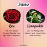 24 Interesting Birth Month Flowers For Your Zodiac Sign