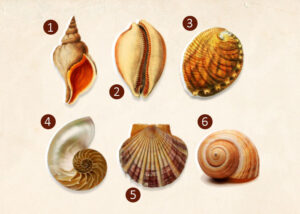 What Is My Magical Power Quiz: 6 Sea Shells Reveal Secret