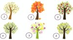 Tree Personality Test: 6 Interesting Options: Pick A Tree!