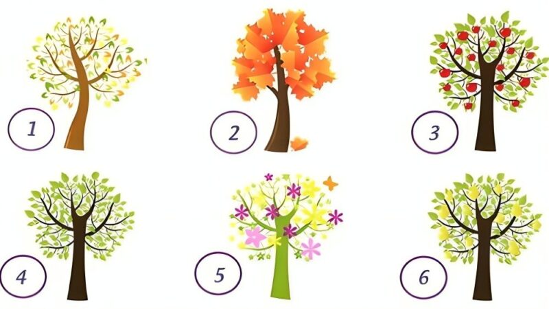 Tree Personality Test: 6 Interesting Options: Pick A Tree!