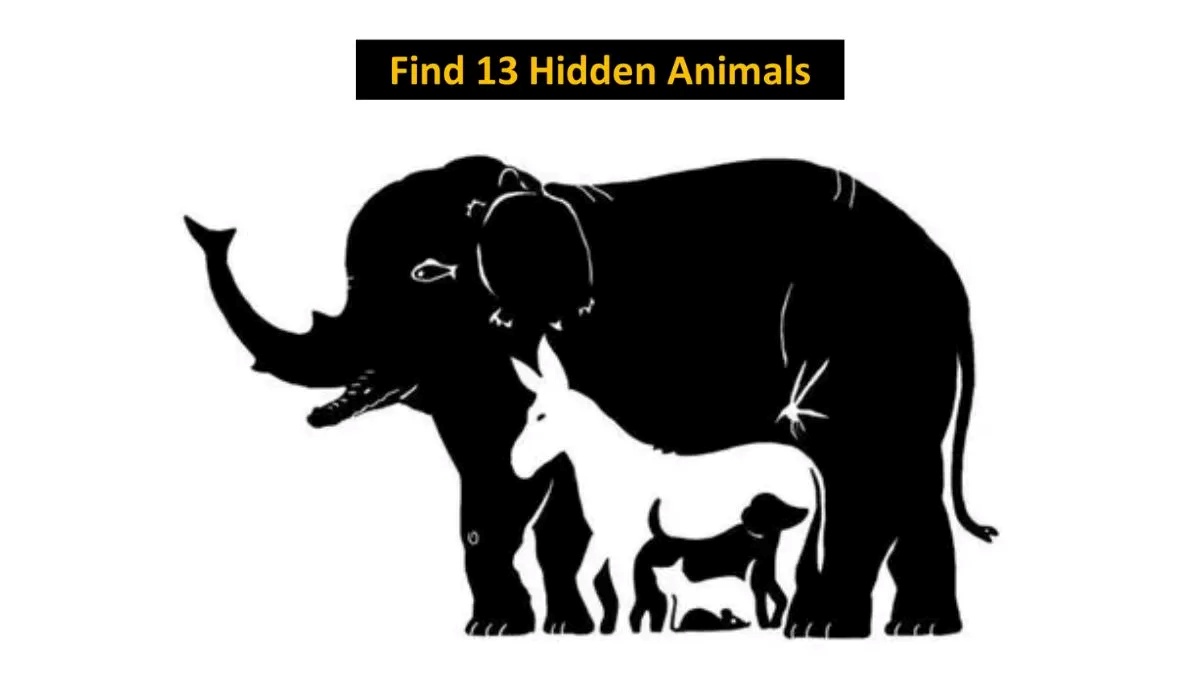 Can You Find The Hidden Animals? 13 Interesting Animals